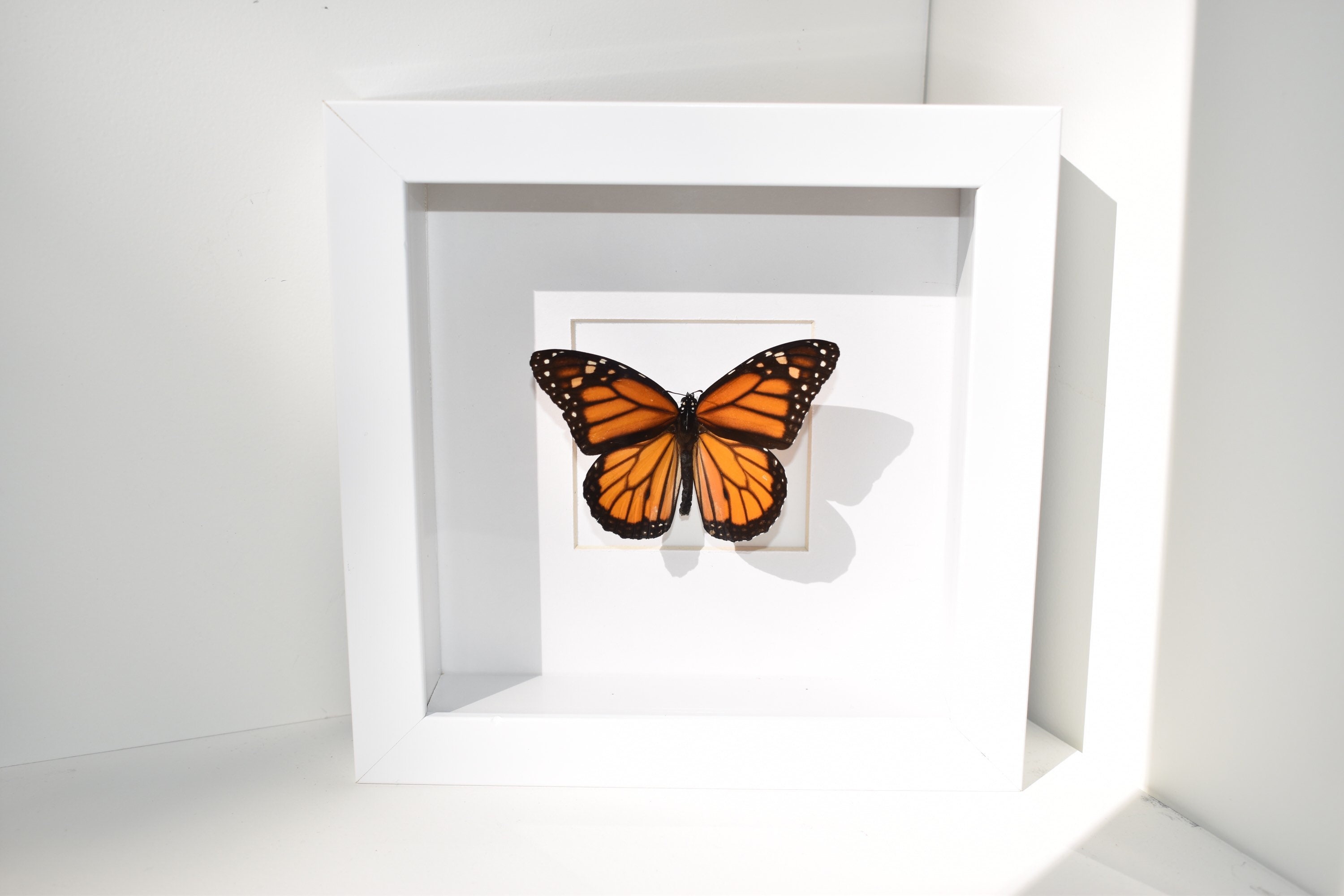 Single Monarch Butterfly in Frame Preserved Butterfly | Etsy