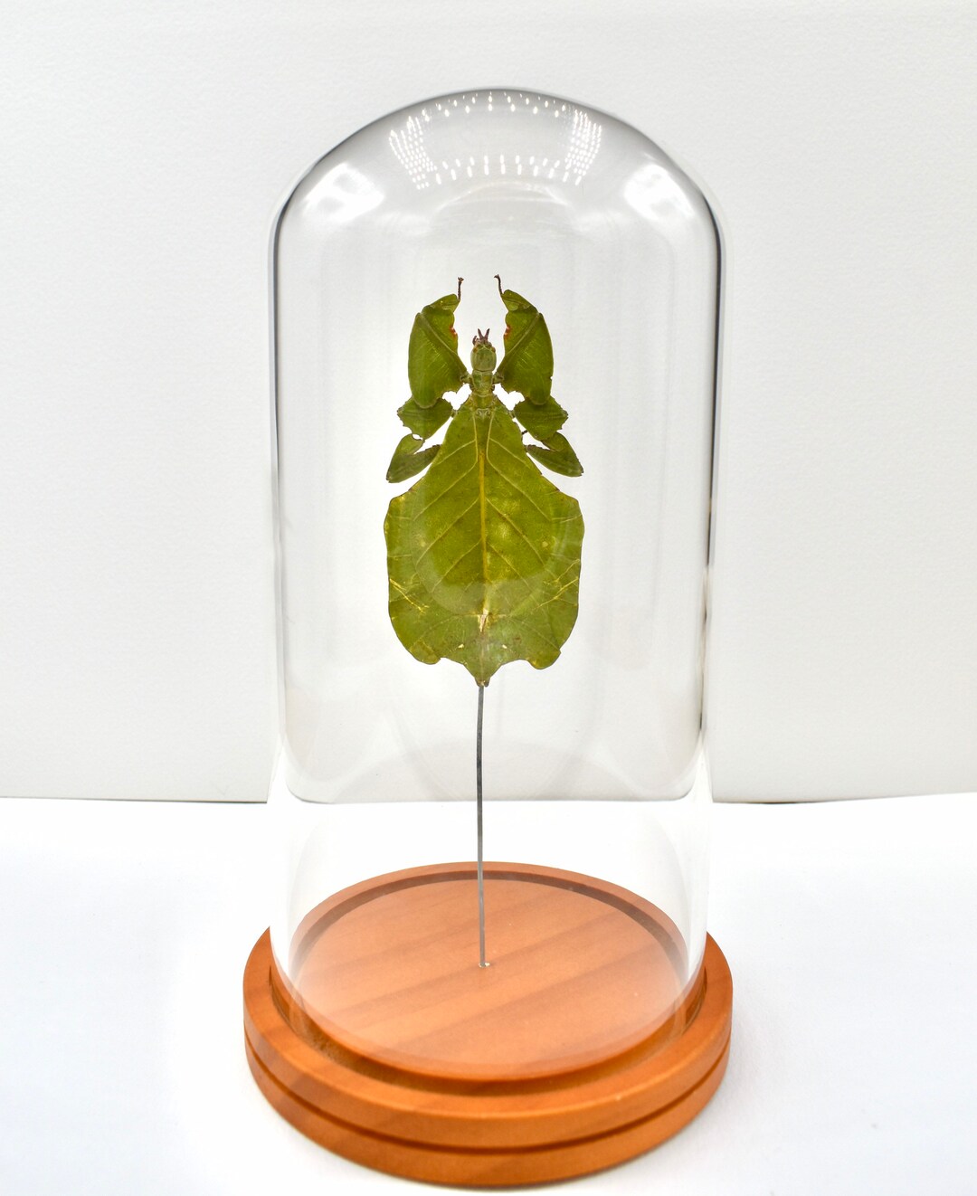 Real Leaf Bug Specimen - Etsy