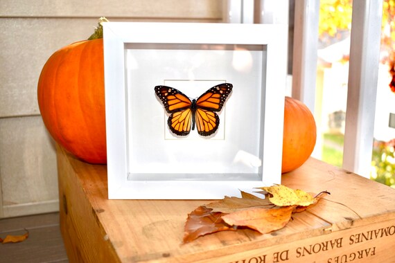 Single Monarch Butterfly in Frame Preserved Butterfly | Etsy