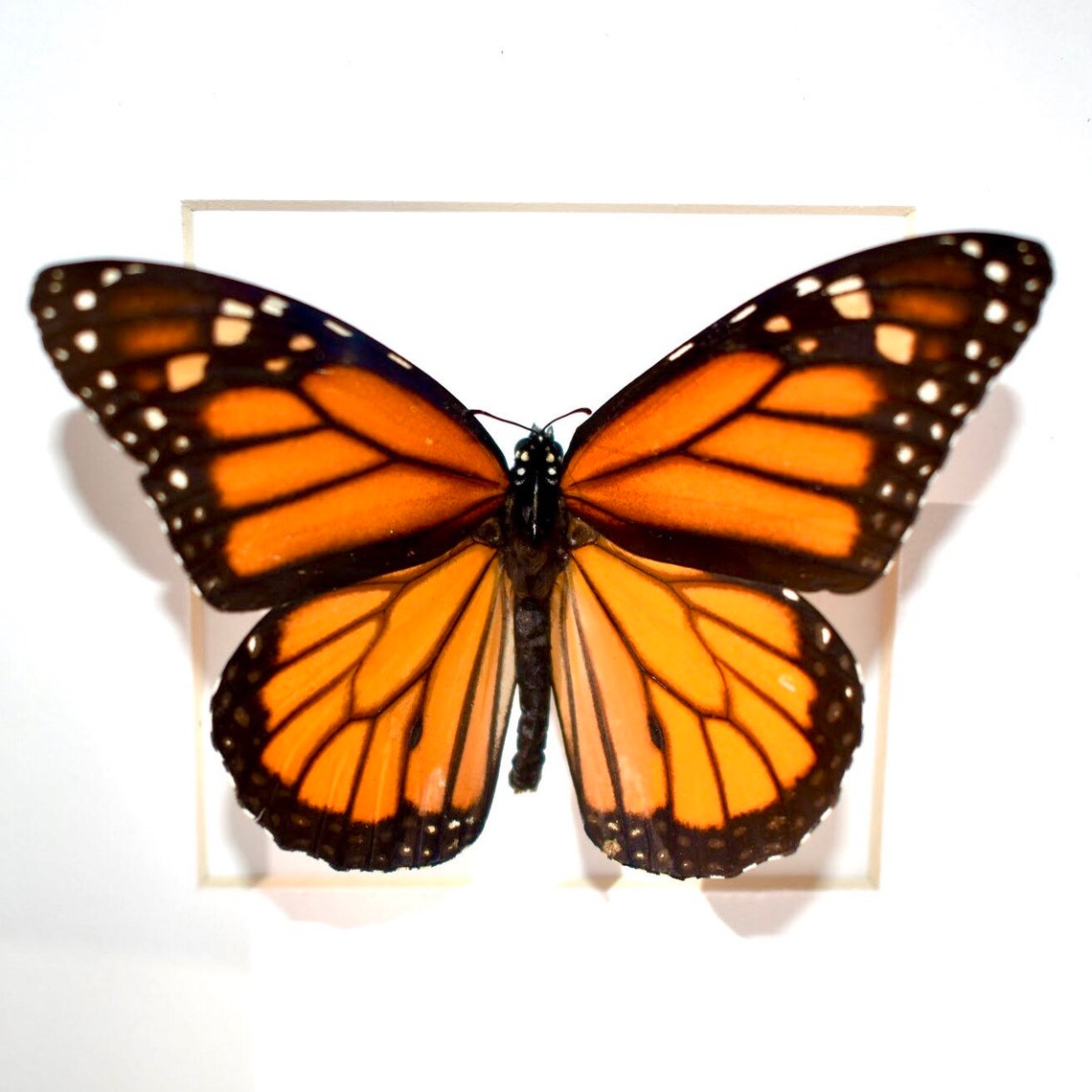 Single Monarch Butterfly in Frame Preserved Butterfly | Etsy