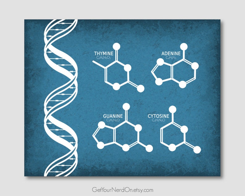 DNA Molecule Poster Double Helix Print Science Teacher Gift - Etsy