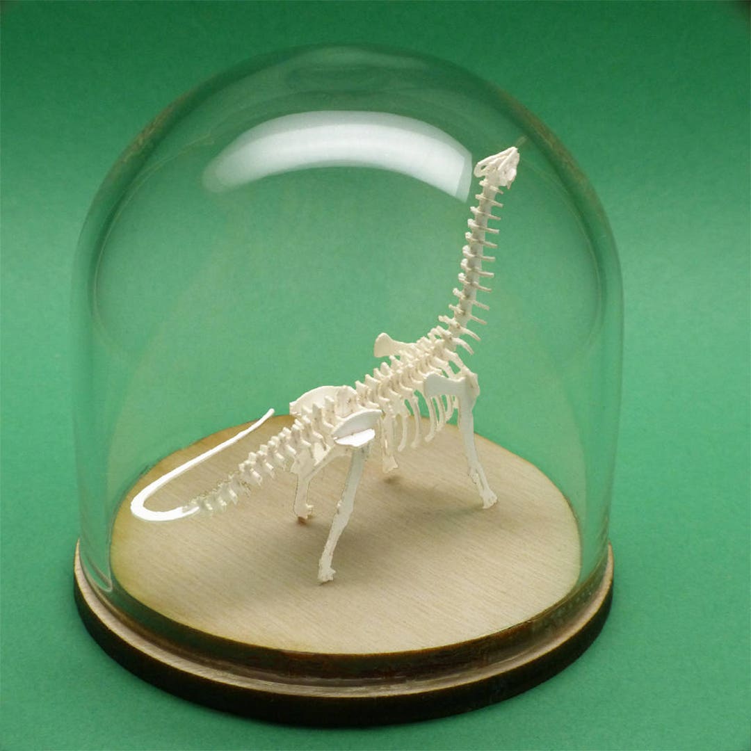 Brontosaurus Miniature Skeleton Deluxe Kit - Etsy
