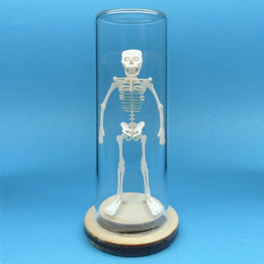 Tiny Human Miniature Skeleton Deluxe Kit - Etsy