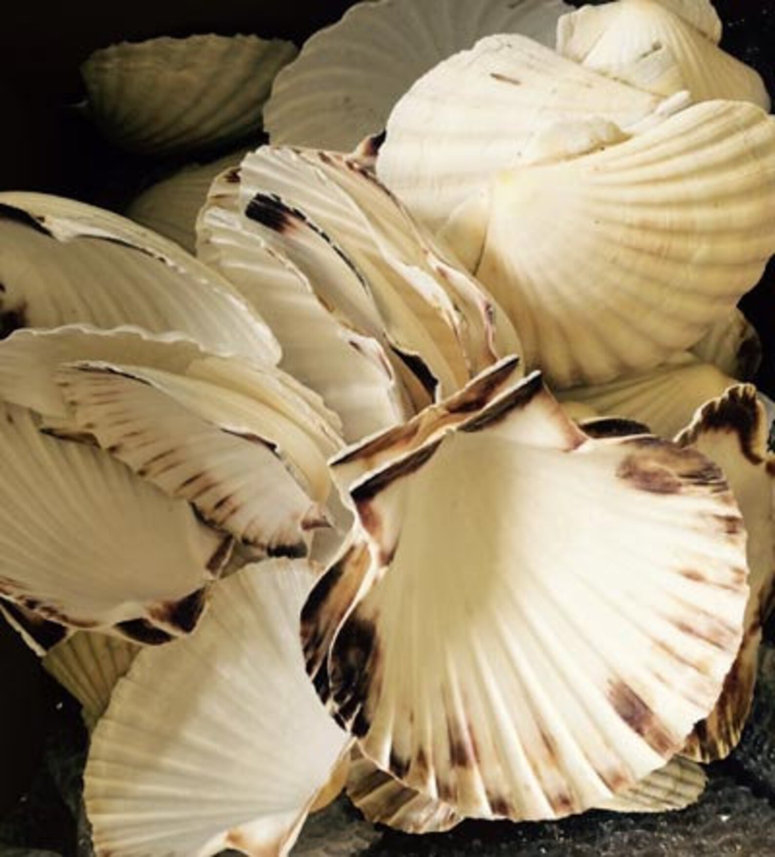 UK Scallop Shells. Sea Washed Natural. Pack of 10 Shells. - Etsy