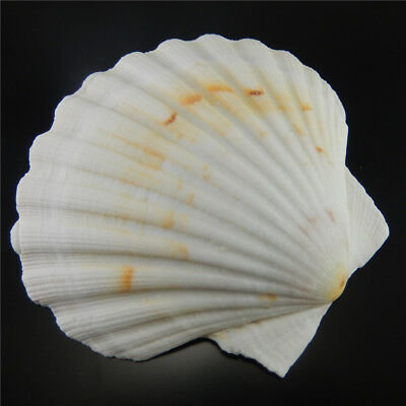 UK Scallop Shells. Sea Washed Natural. Pack of 10 Shells. - Etsy