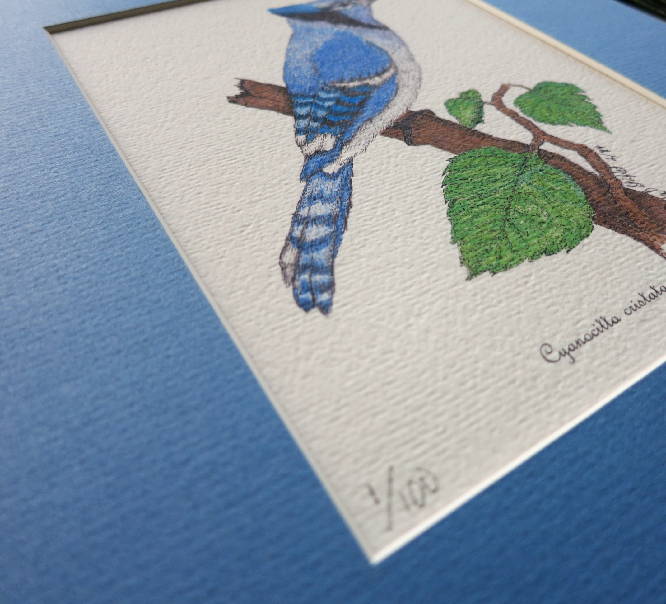 Blue Jay Pen and Ink and Colored Pencil Limited Edition Print ...