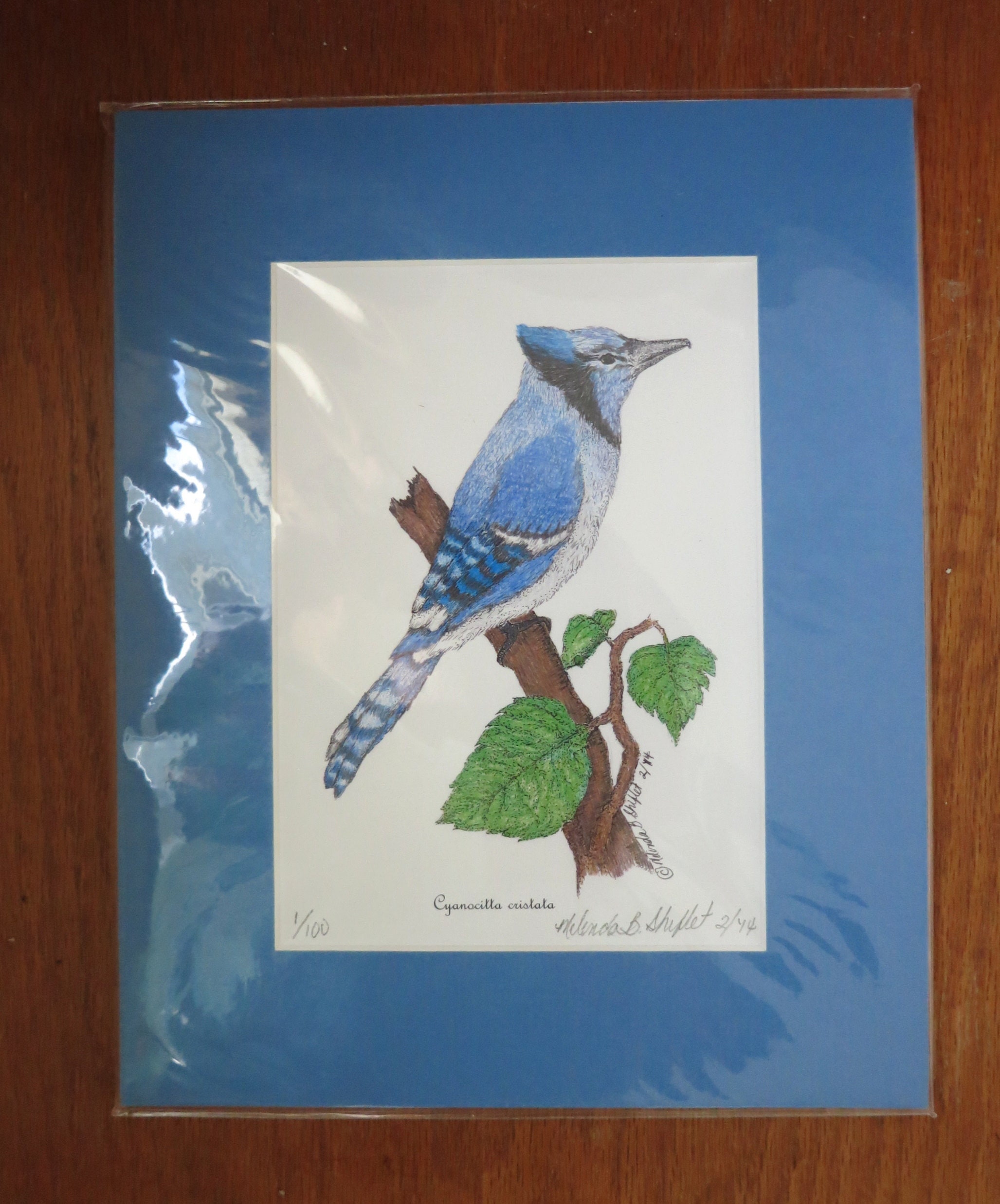 Blue Jay Pen and Ink and Colored Pencil Limited Edition Print ...
