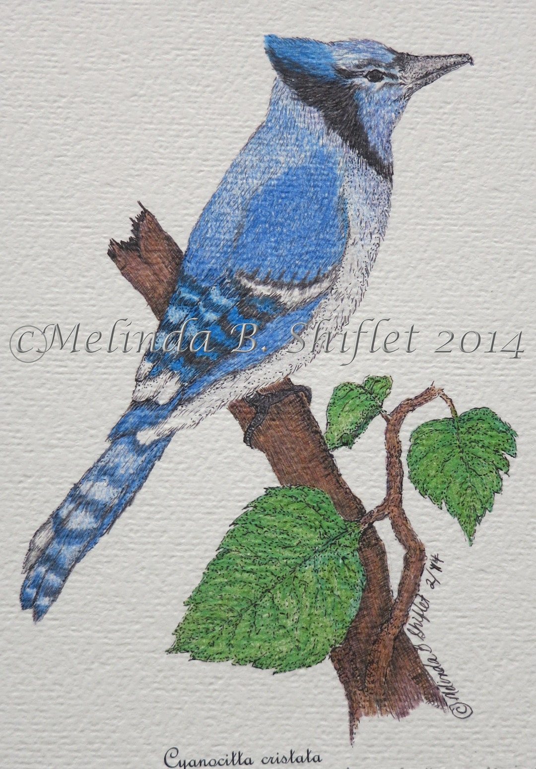 Blue Jay Pen and Ink and Colored Pencil Limited Edition Print ...