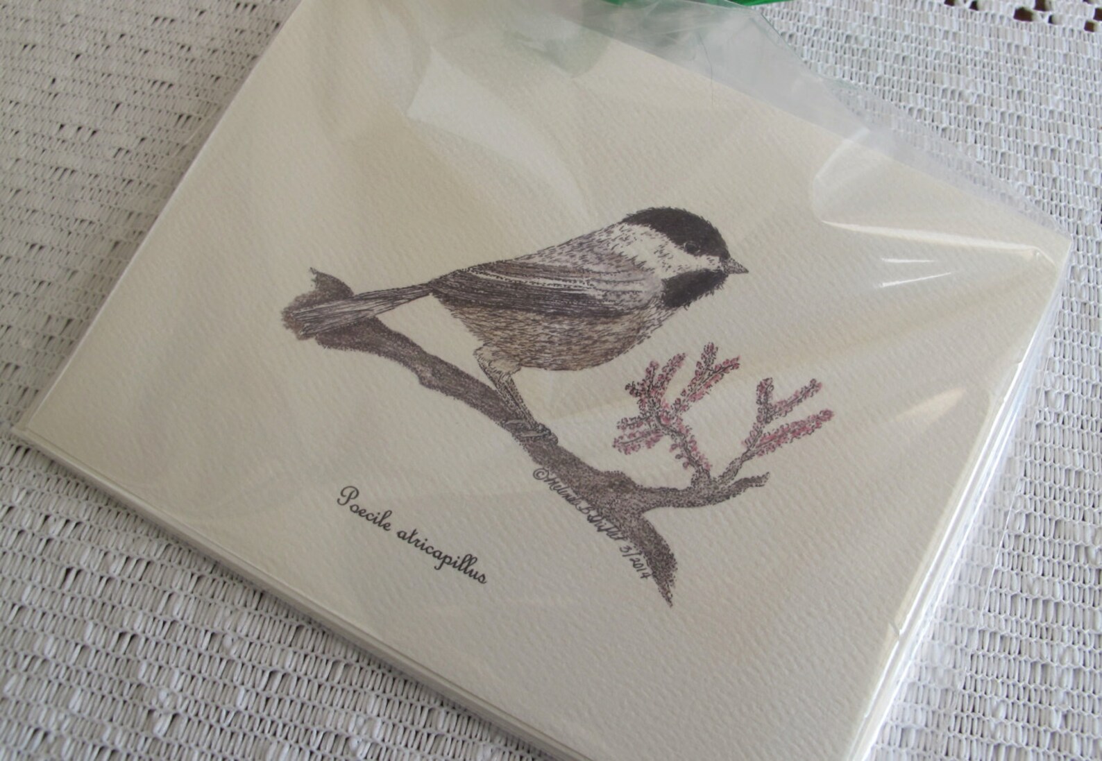 Bird Note Card Assortment Pack Illustrated With Pen and Ink and Colored ...