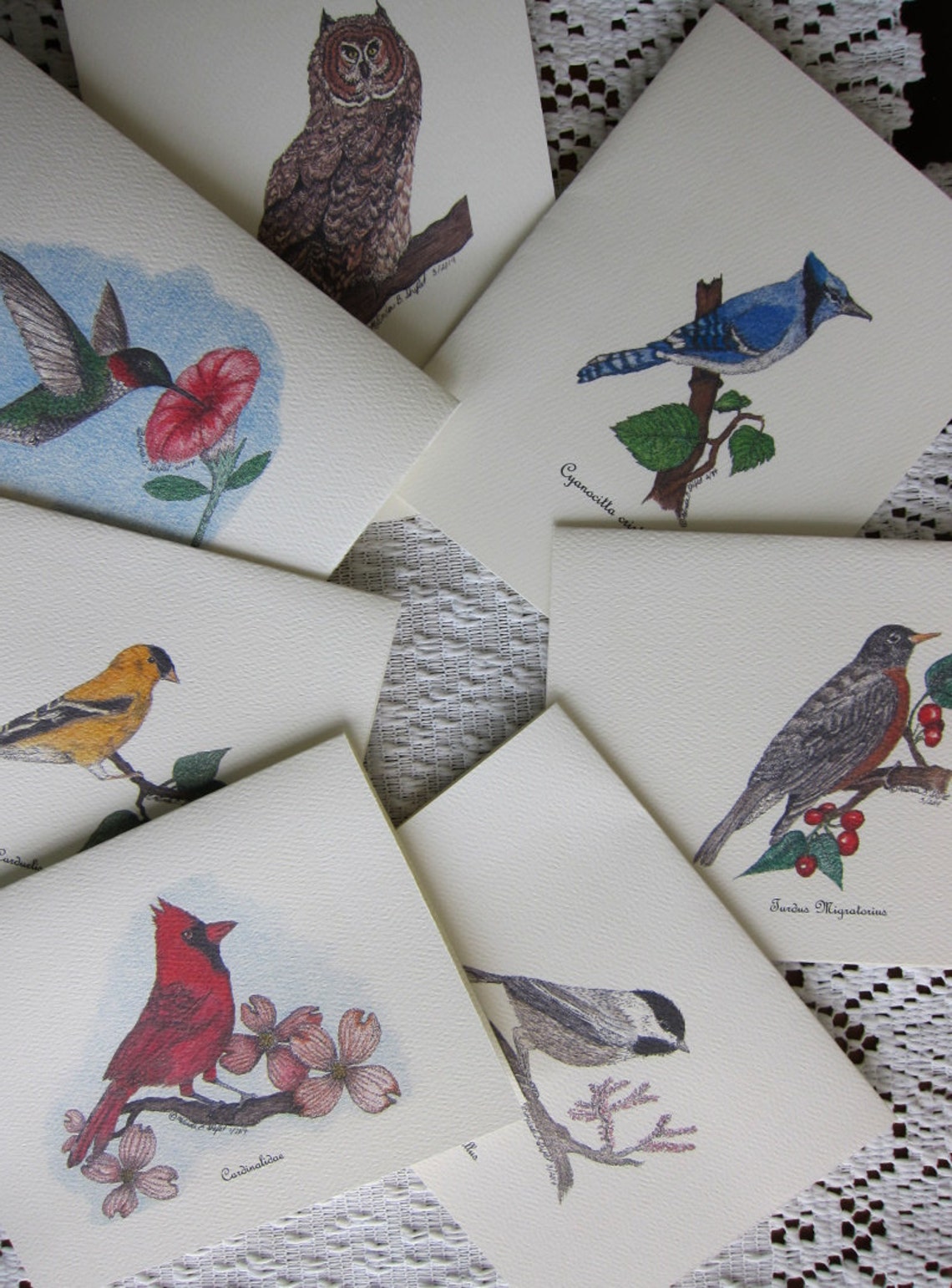 Bird Note Card Assortment Pack Illustrated With Pen and Ink and Colored ...