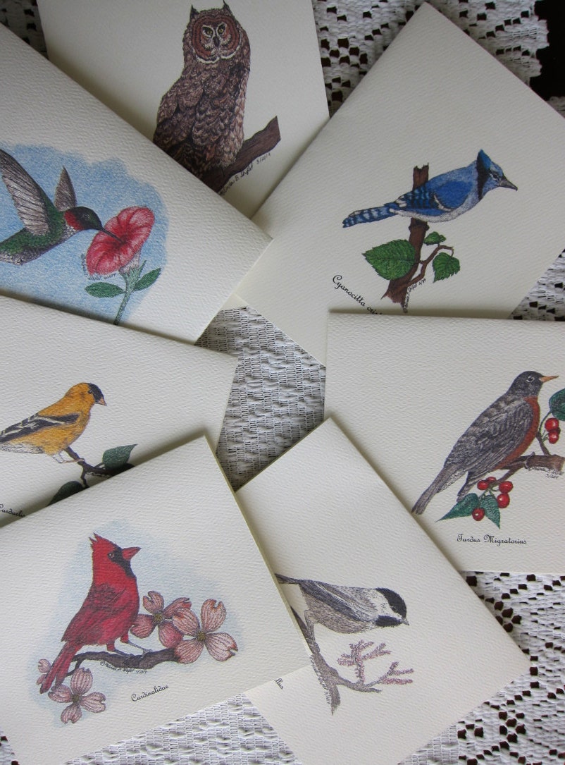 Bird Note Card Assortment Pack Illustrated With Pen and Ink and Colored ...