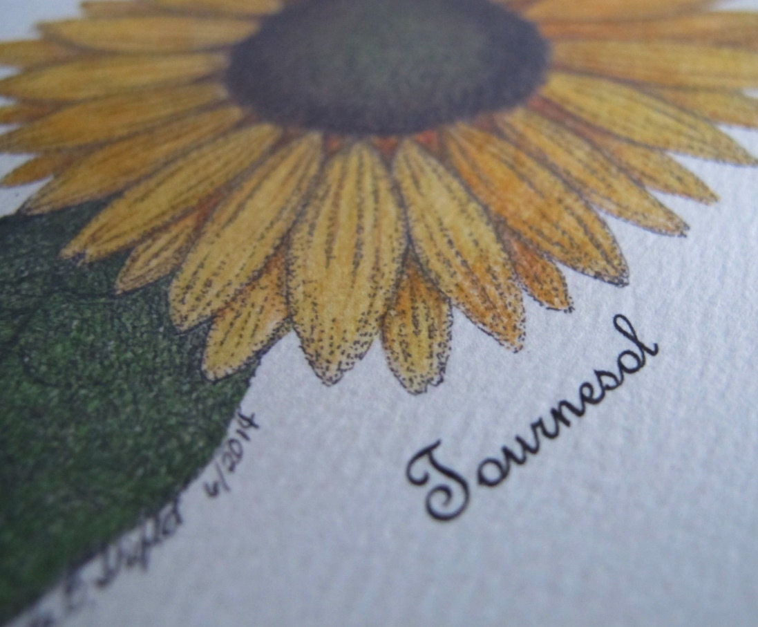Sunflower Note Cards Pen and Ink and Colored Pencil tournesol - Etsy