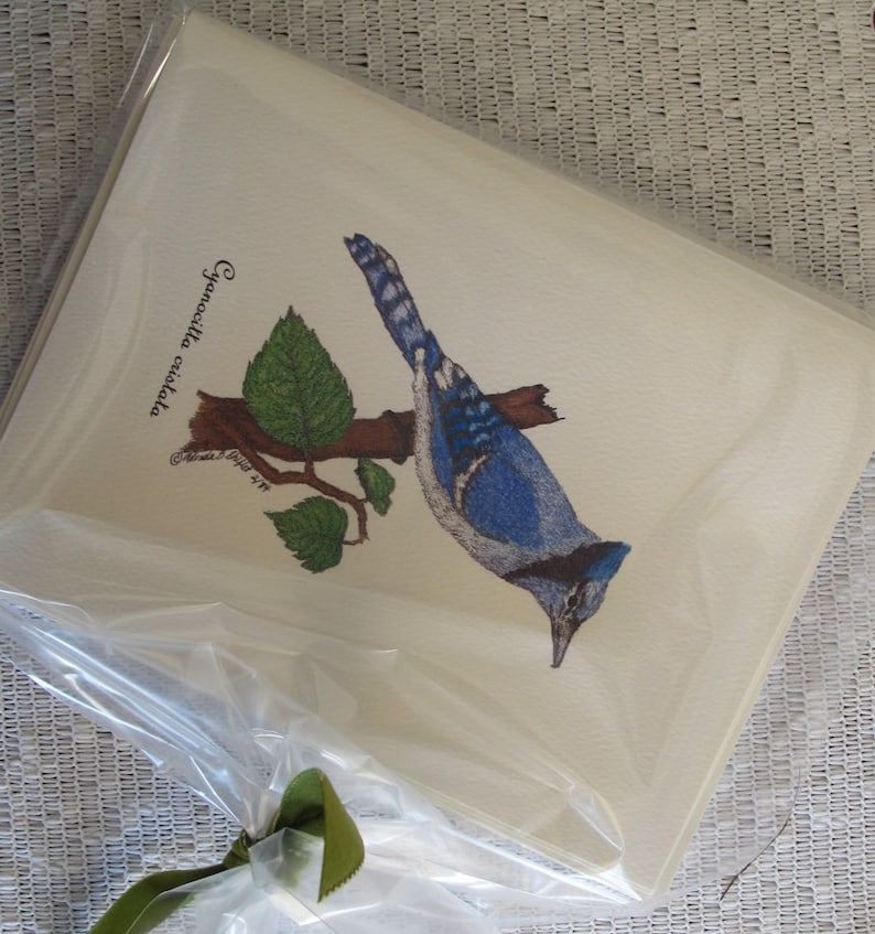 Pen and Ink Drawing of Blue Jay Note Cards - "cyanocitta Cristata" - Etsy