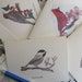 Bird Note Card Assortment Pack Illustrated With Pen and Ink - Etsy