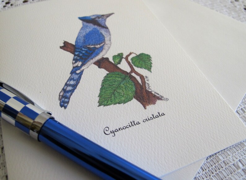 Pen and Ink Drawing of Blue Jay Note Cards - "cyanocitta Cristata" - Etsy