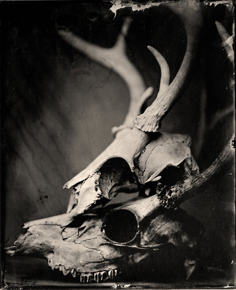 Wet Plate Collodion Photography Print - Deer Skulls Still Life - Fine ...