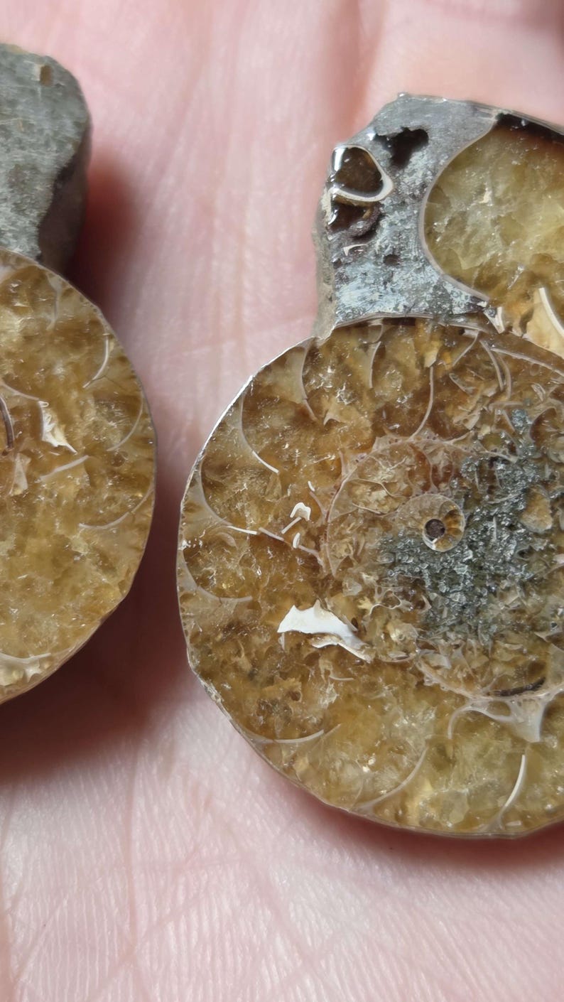 Small Ammonite Pair - Friendship - Stone Gift - Fossil Shell - Etsy