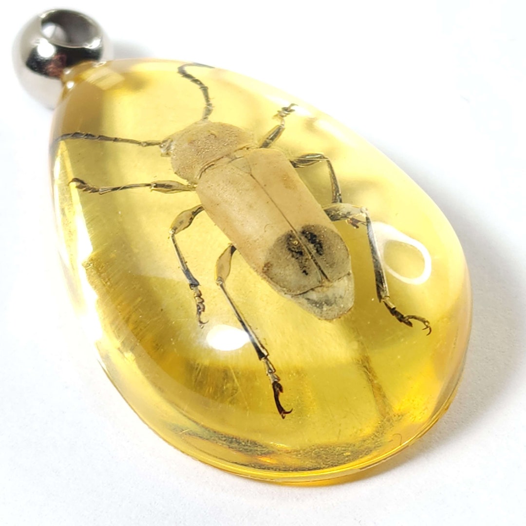 Beetle Encased in Resin Golden Sheen Beetle Insect Specimen - Etsy
