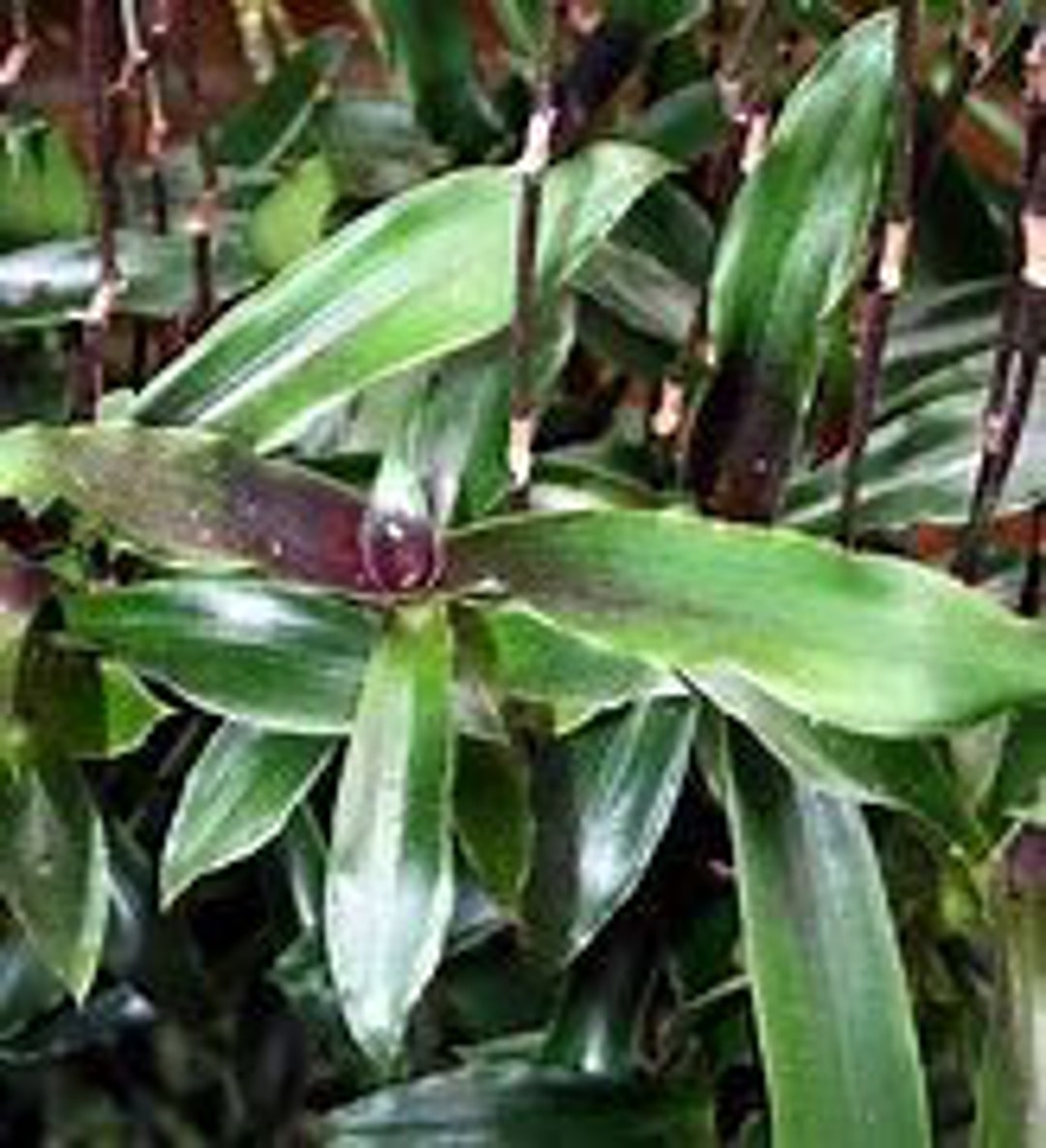 Callisia Fragrans, Easy House Plant, Basket Plant, Grandfathers Pipe ...