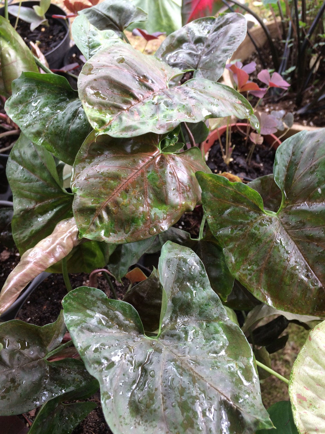 Syngonium Maria, Easy House Plant, Bronze Nephthytis, Live Plant - Etsy