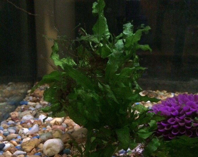3 EASY Java Fern Live Aquarium Plants Great Beginner Plants - Etsy