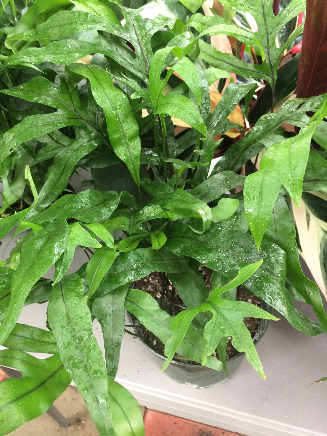 Kangaroo Paw Fern, Unusual and Easy House Plant - Etsy