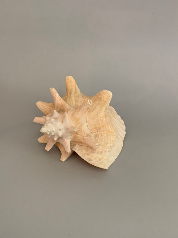 Conch Shell Medium Conch Shell Pink Tone Conch Shell Tan | Etsy