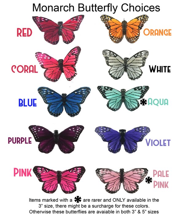 Real Blue Monarch Butterfly