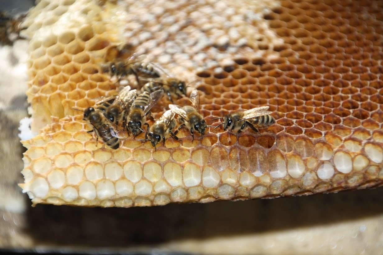 Beeswax 15 Oz/ 420 G of Pure Beeswax as Natural as Possible - Etsy