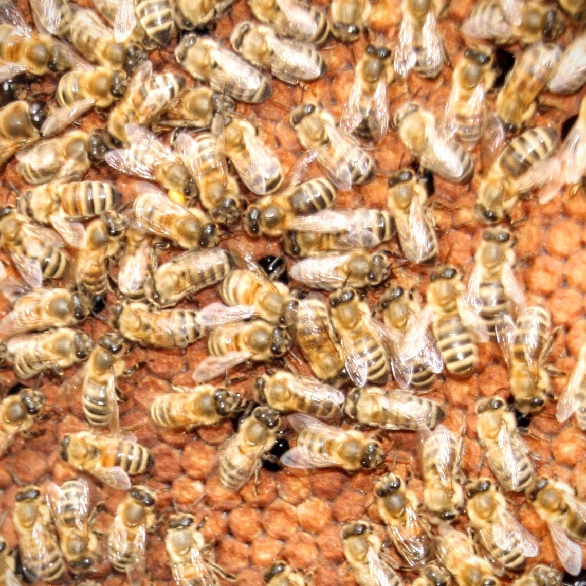 Beeswax 15 oz/ 420 g of pure beeswax as natural as possible | Etsy