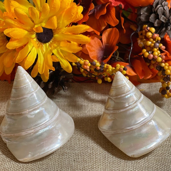 Trochus Shell - Etsy