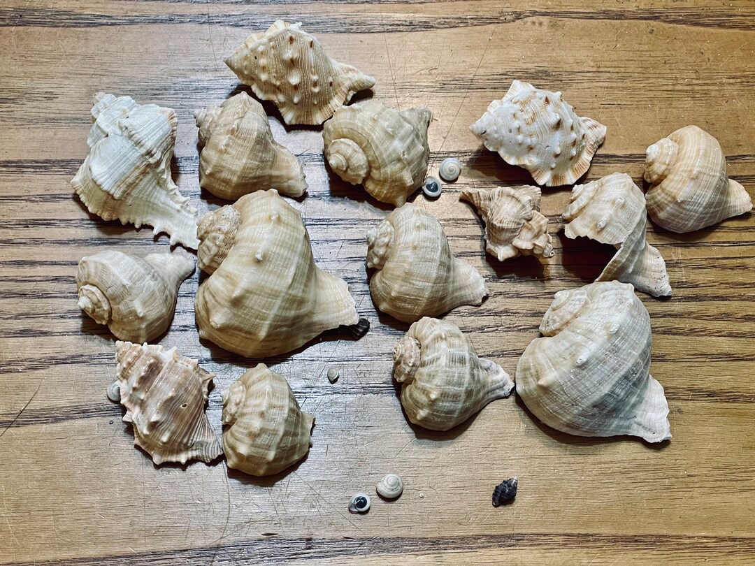 Bag of Fifteen Sea Shell Assortment - Collected From the Beaches of the ...