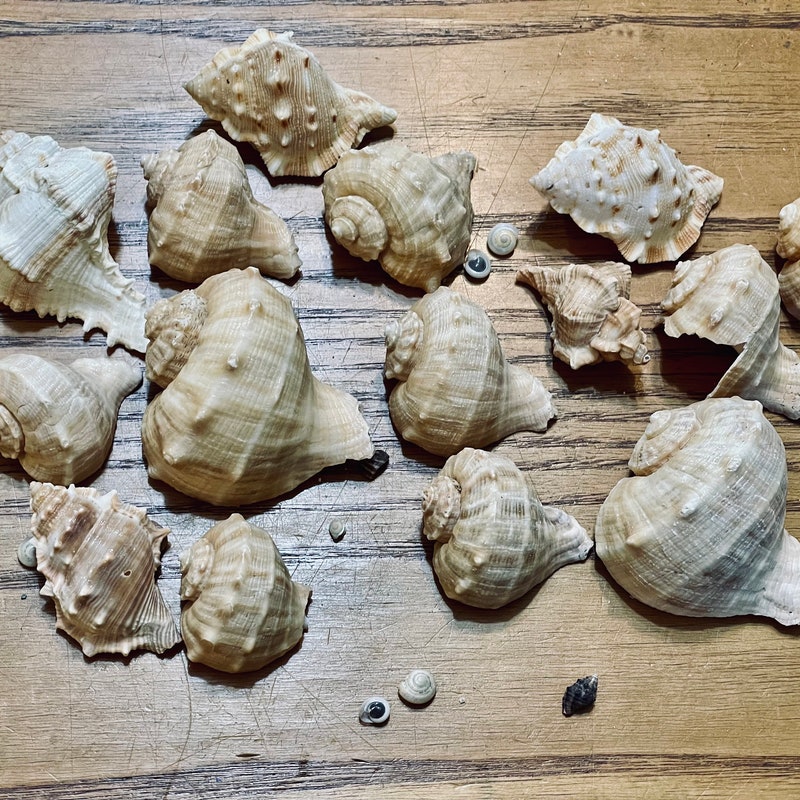 Florida Whelk Shell - Etsy