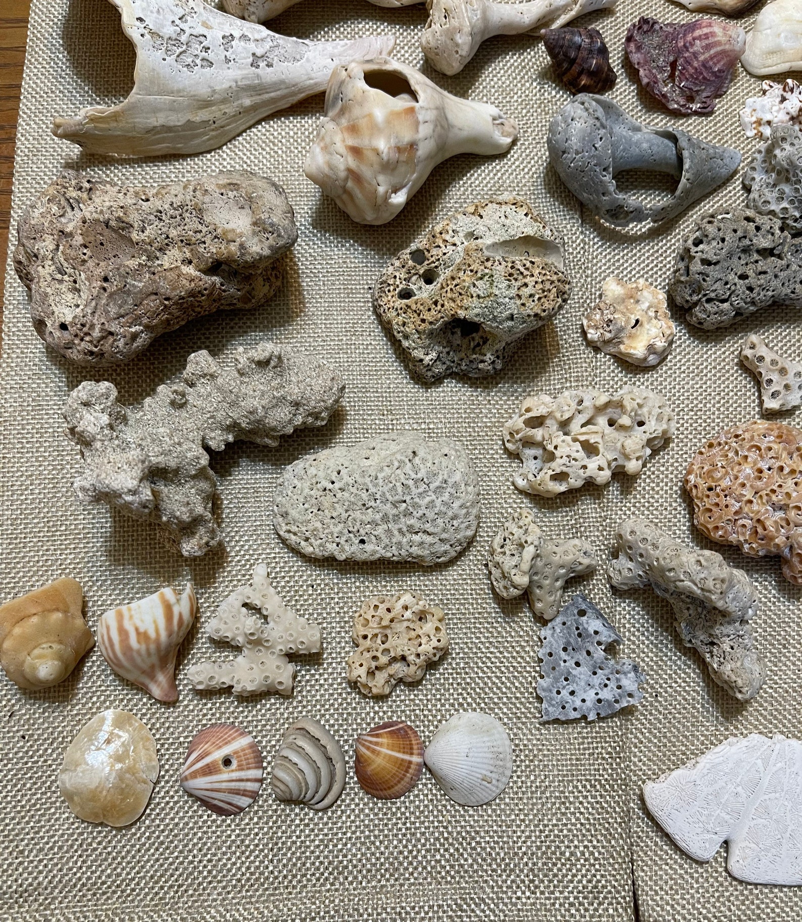 Bag of Fifty-one Sea Shell Assortment Recently Collected From - Etsy