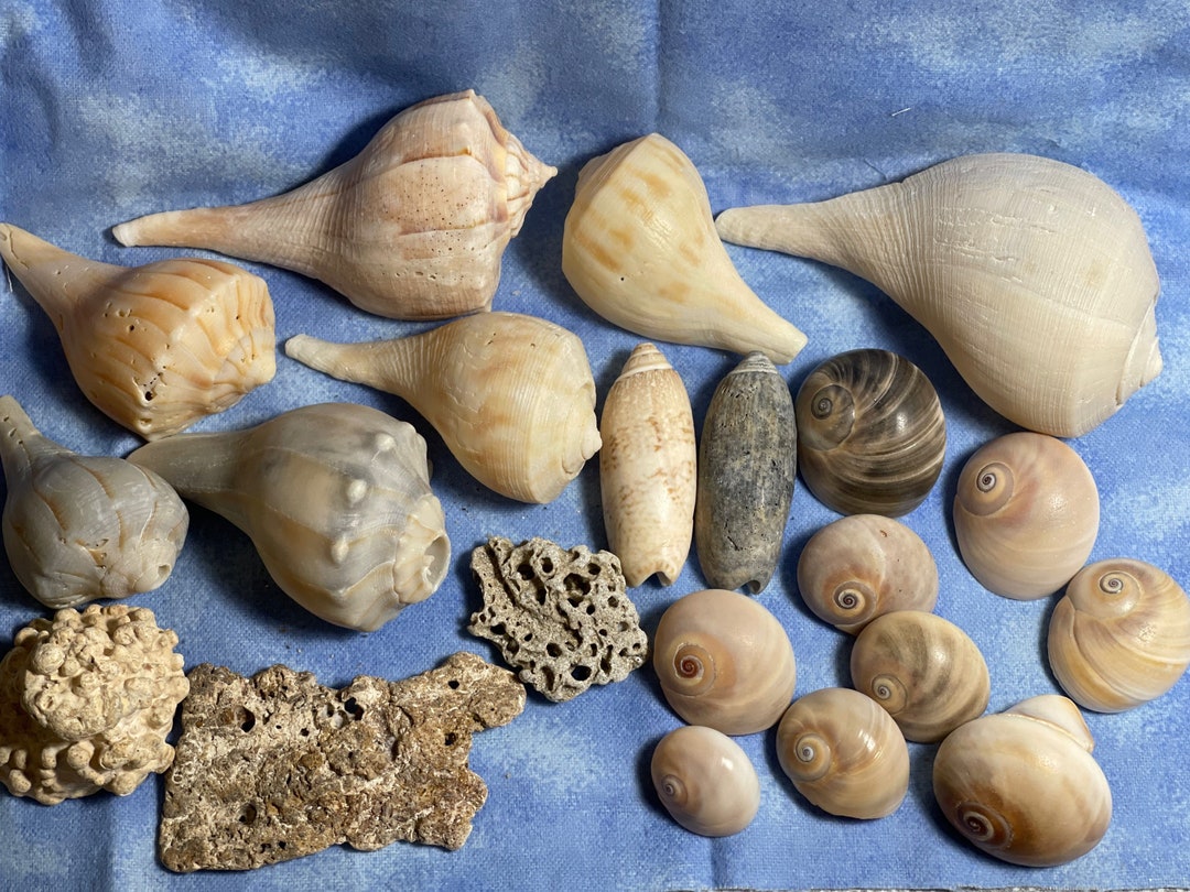 Bag of Twenty-one Sea Shell Assortment Recently Collected From the ...