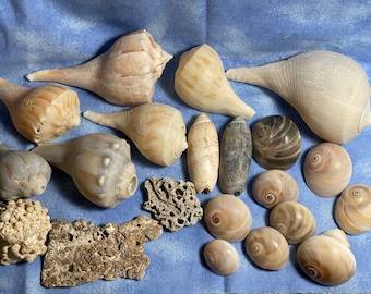 Bag of Fifty-one Sea Shell Assortment Recently Collected From the ...