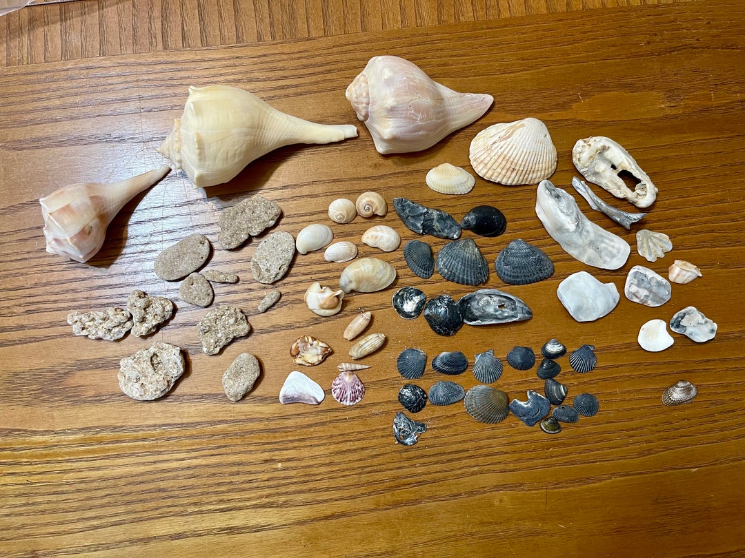 Atlantic Ocean Seashell Assortment: Craft & Decor Shells - Etsy