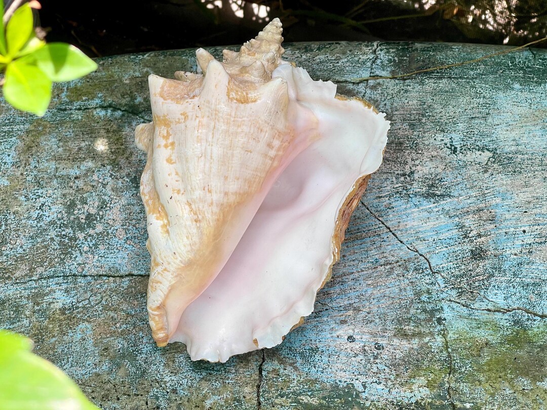 Large Beautiful 10" Conch Shell - Beachy Decor - Lovely Home Accessory ...