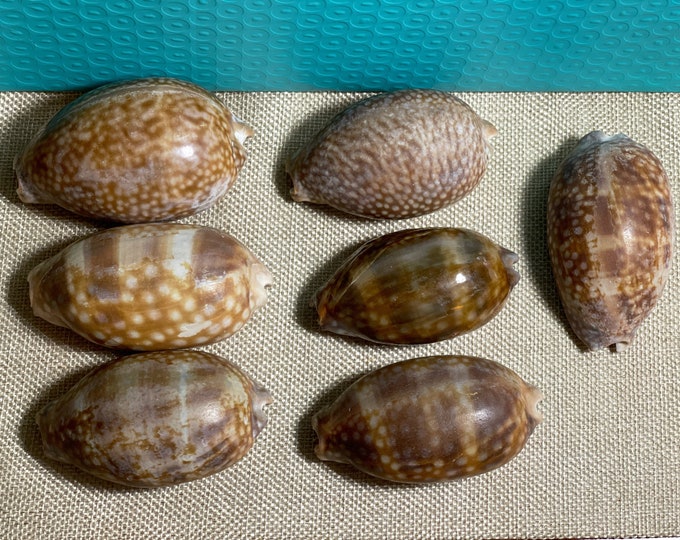 Cowrie Seashells - Cypraea Shell - Your Choice of 7 - From 3" to 3-1/2 ...