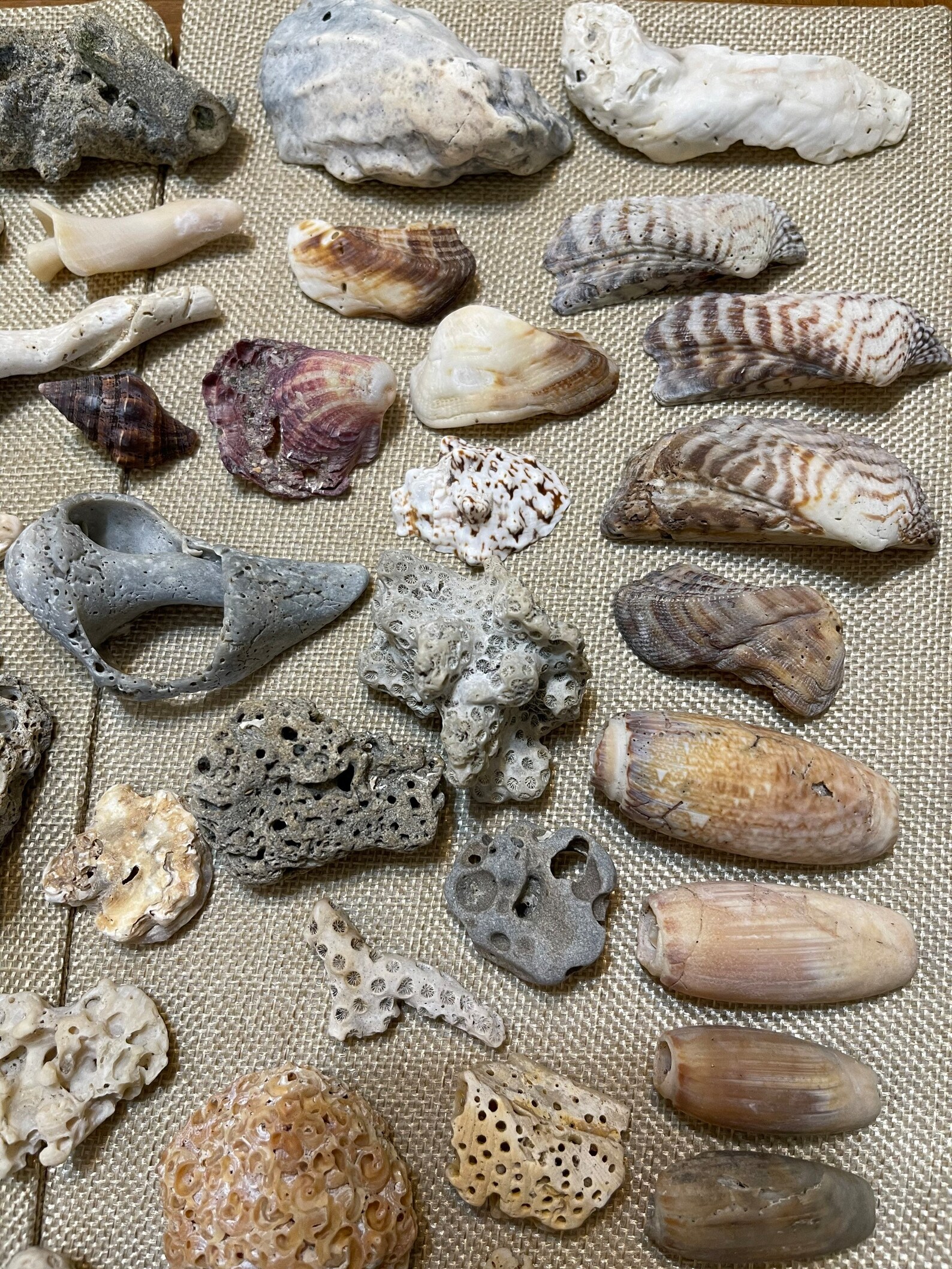Bag of Fifty-one Sea Shell Assortment Recently Collected From - Etsy