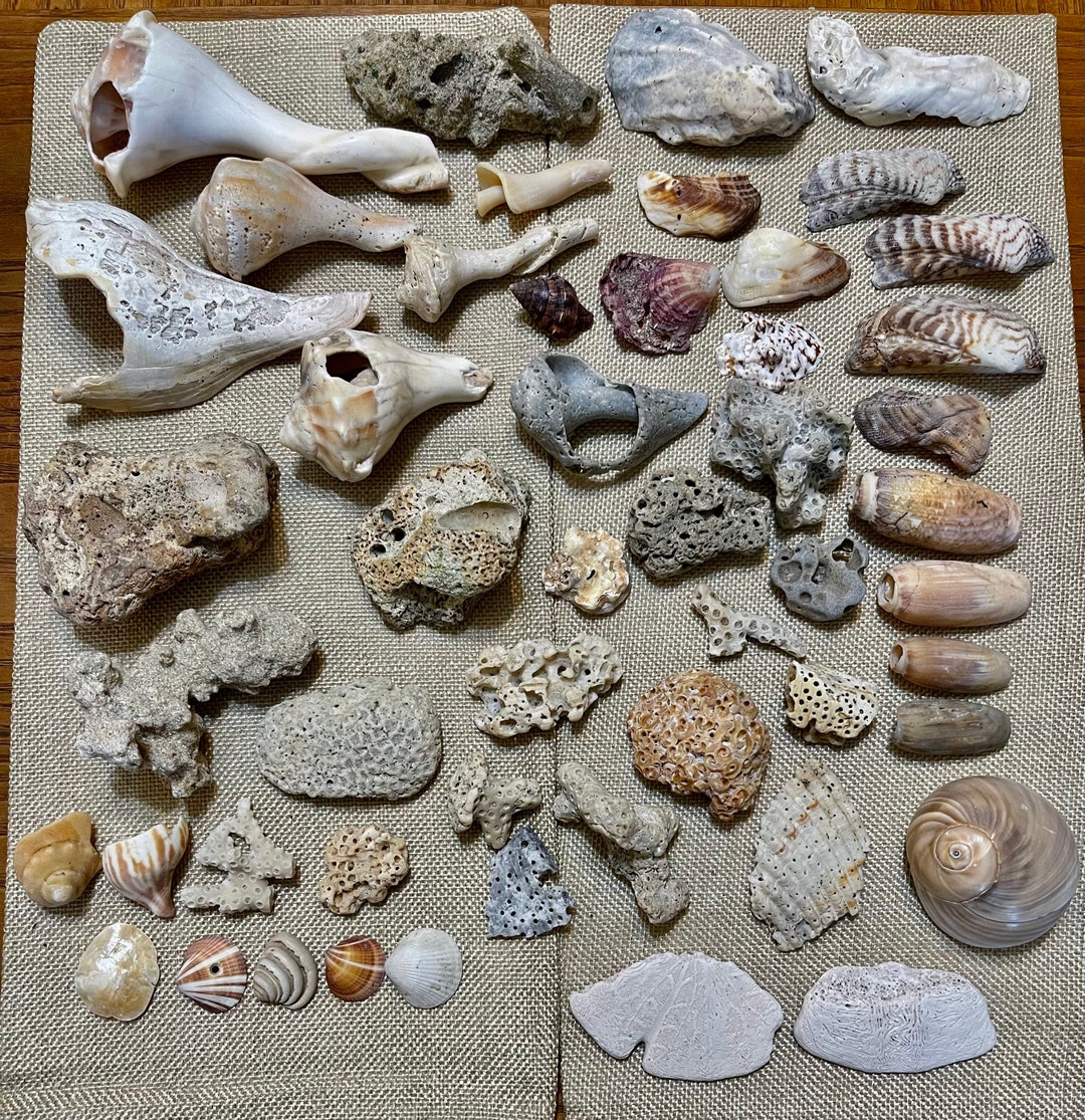 Bag of Fifty-one Sea Shell Assortment Recently Collected From the ...