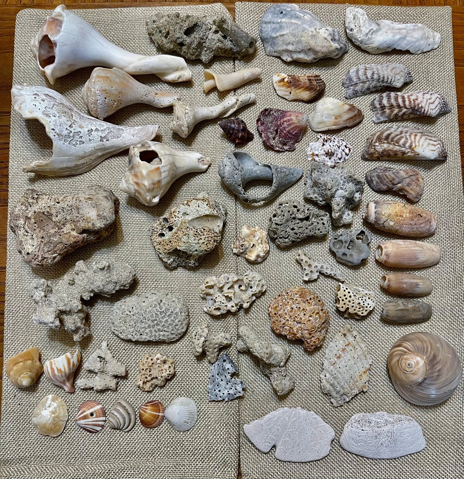 Bag of Fifty-one Sea Shell Assortment Recently Collected From - Etsy