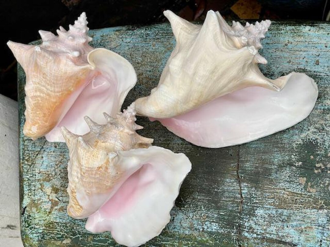 Large Beautiful Conch Shells Your Choice Beachy Decor Lovely Home ...