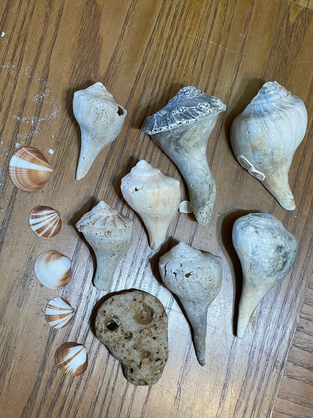 Bag of Thirteen Sea Shell Assortment Collected From the Beaches of the ...
