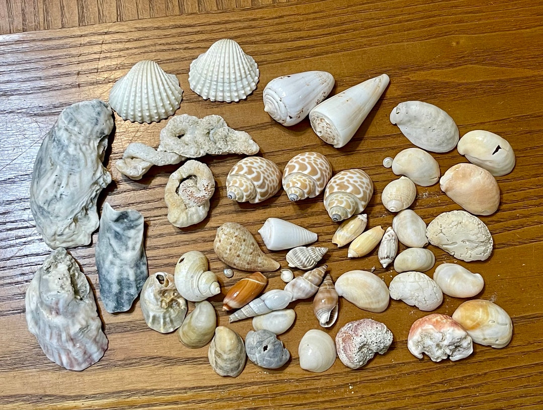 Bag of Forty-four Very Pretty Sea Shell Assortment All Collected From ...