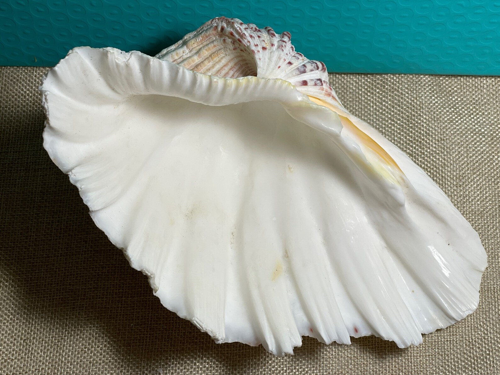 Large Beautiful Clam Shell 9 X 6 Vintage - Etsy