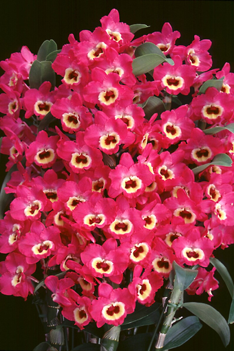 50 Pcs Dendrobium Orchids Seeds RED - Etsy
