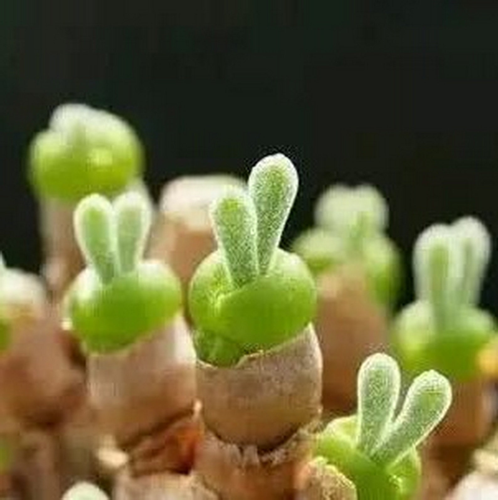 100 Monilaria Moniliforme Bunny Succulent, Rabbit Ear Seeds - Etsy