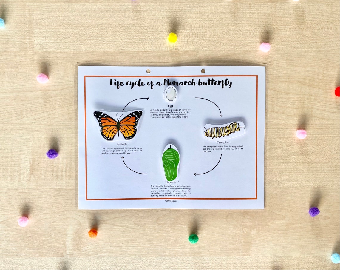 Butterfly life cycle busy binder sheet preschool life cycle | Etsy