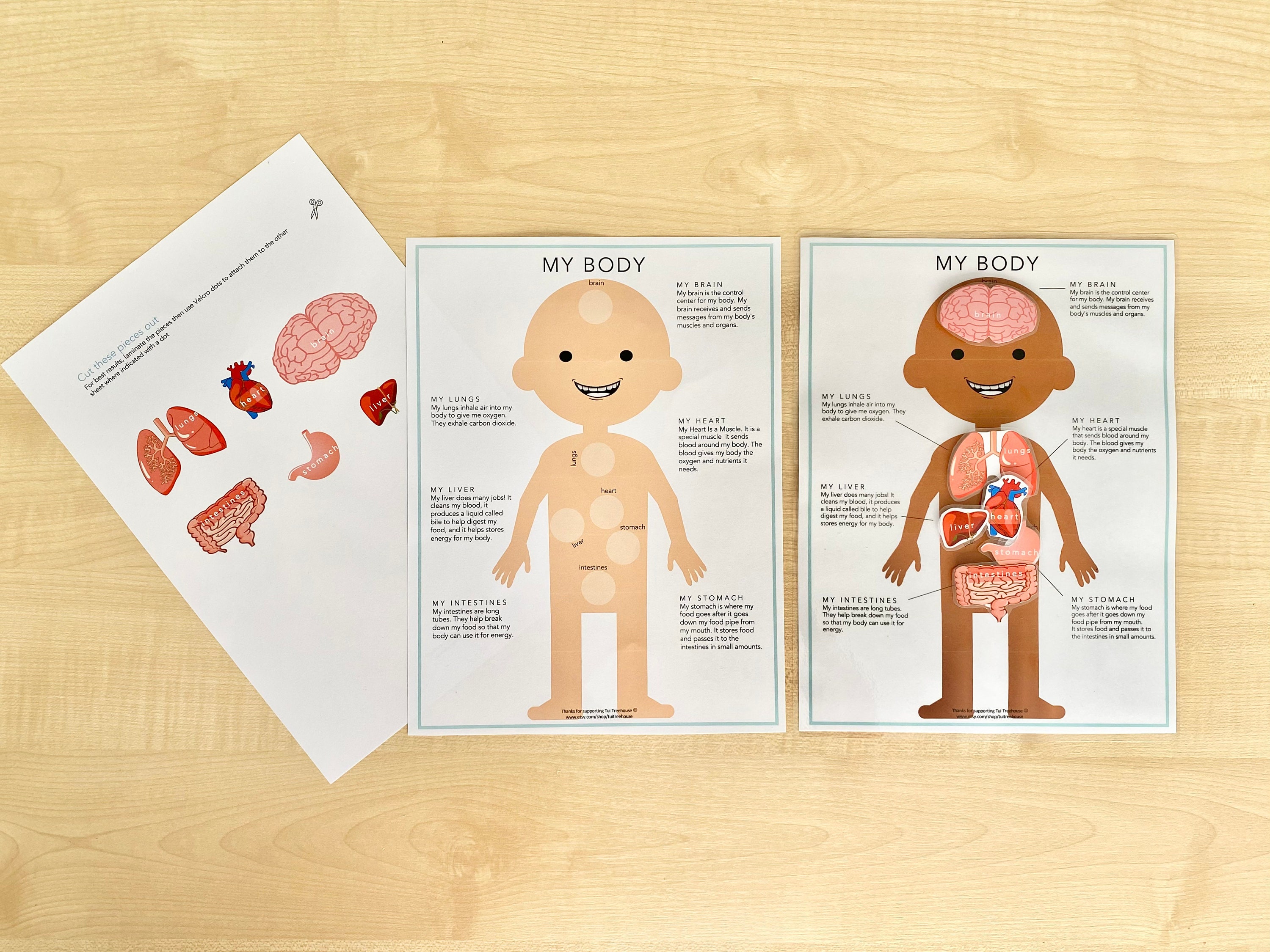 MY BODY Human Anatomy Matching Game - Light Skin. Learn Human Organs ...